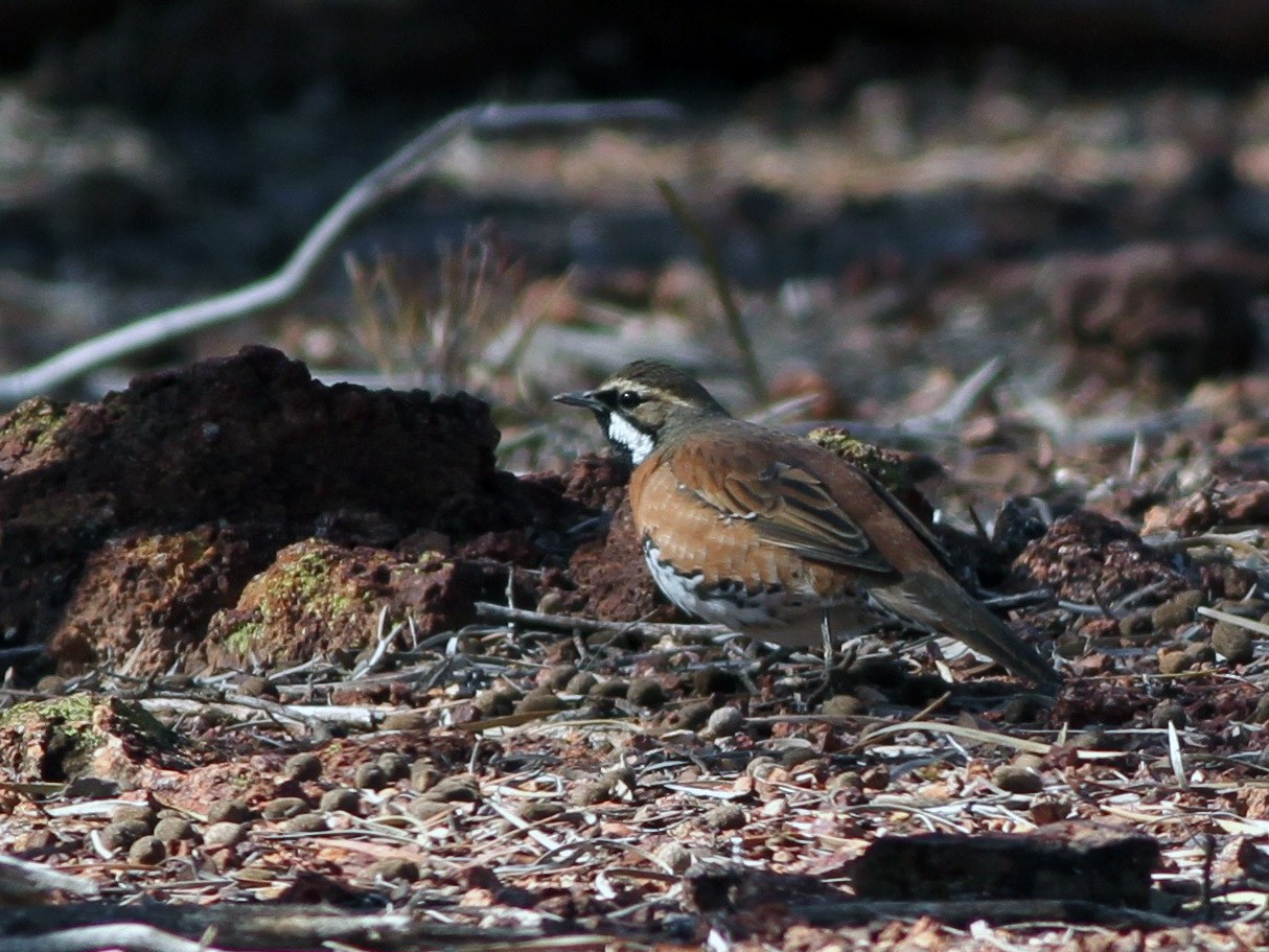 Chestnut-breasted Quail-thrush - eBird