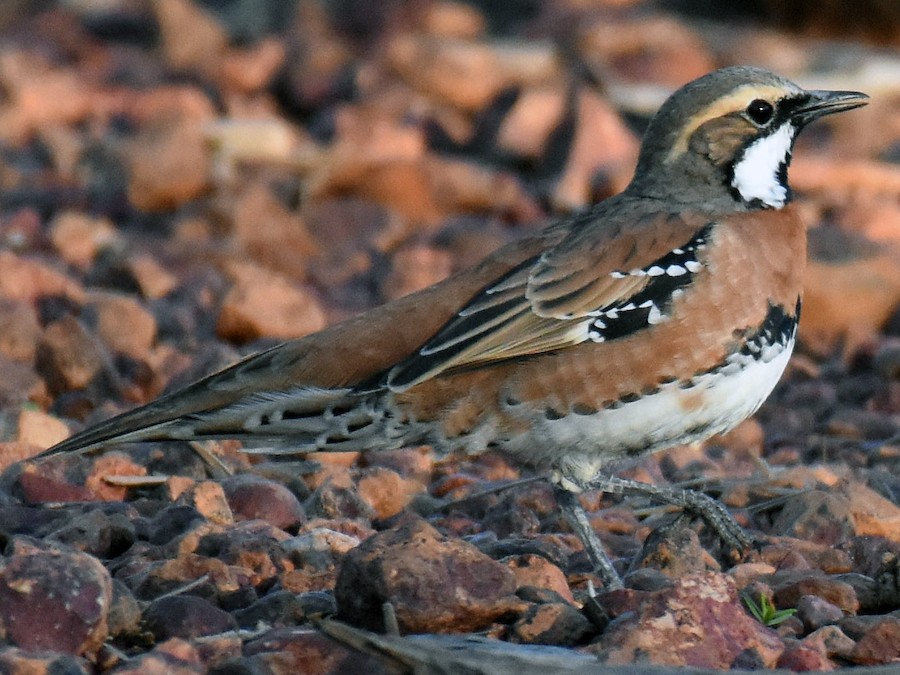 Chestnut-breasted Quail-thrush - eBird