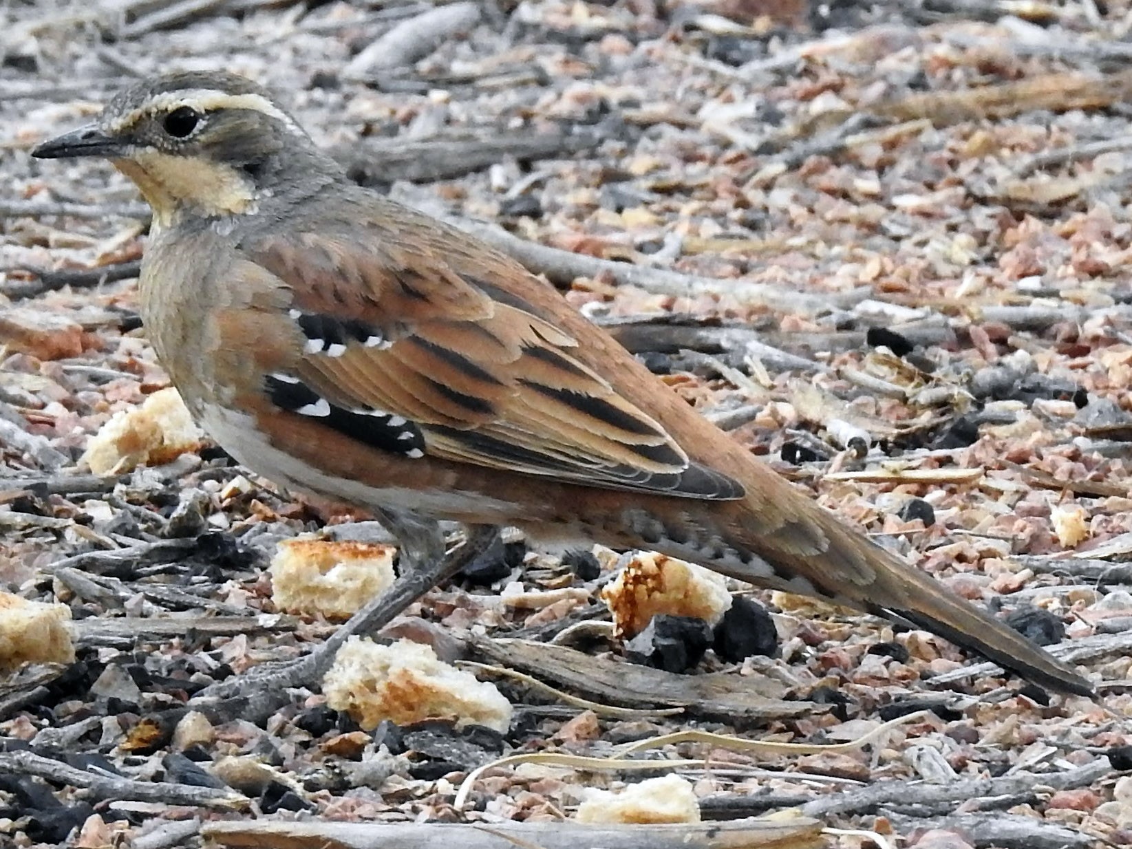Chestnut-breasted Quail-thrush - eBird