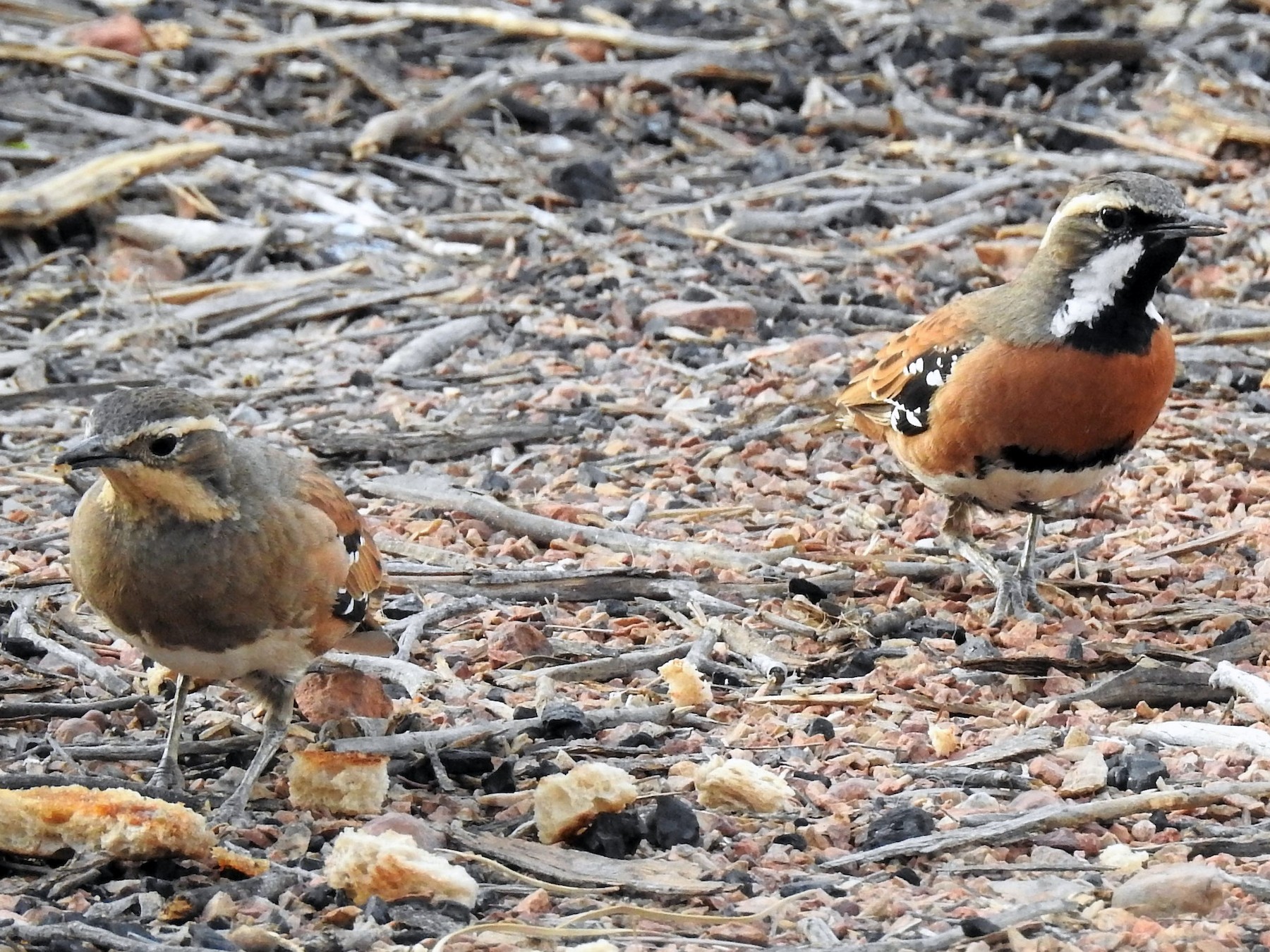 Chestnut-breasted quail-thrush - eBird