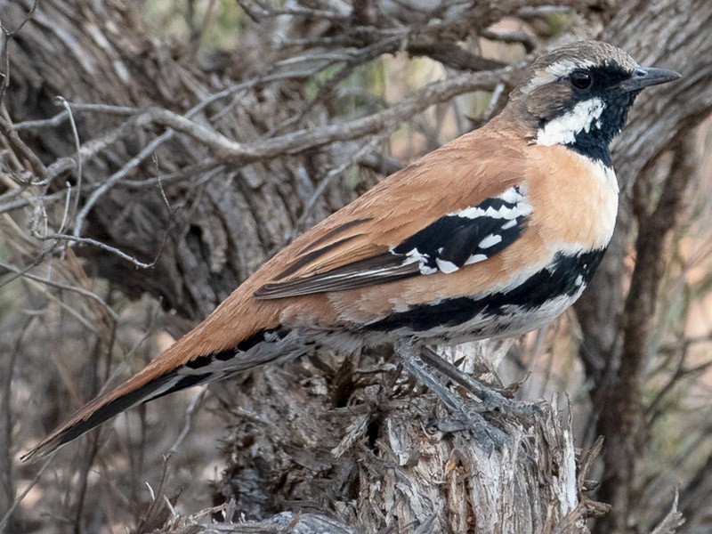 Western Quail-thrush - eBird