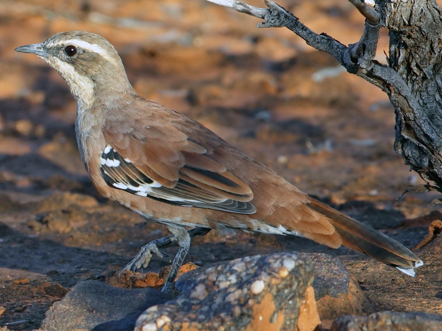 Western Quail-thrush - eBird