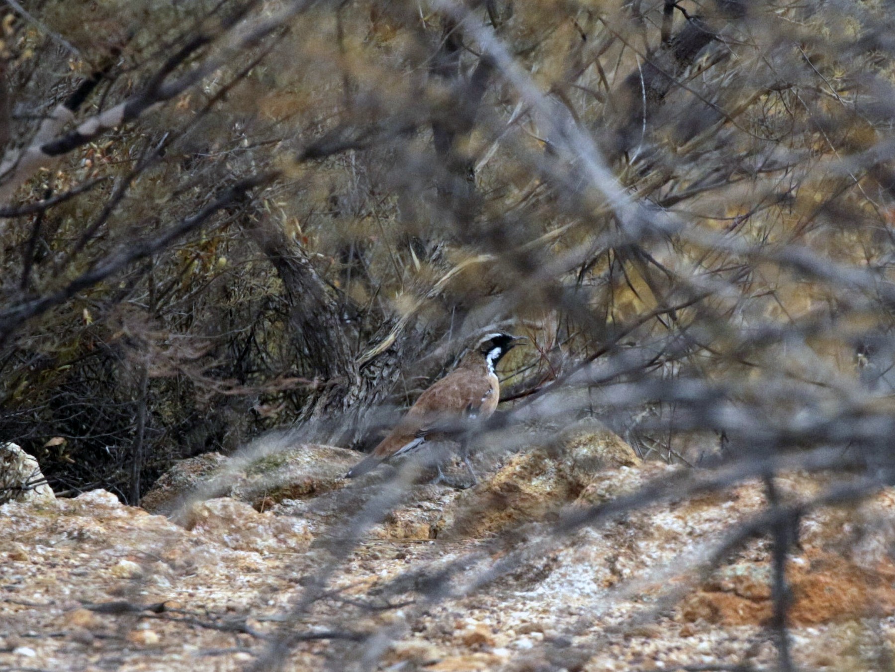 Western Quail-thrush - eBird