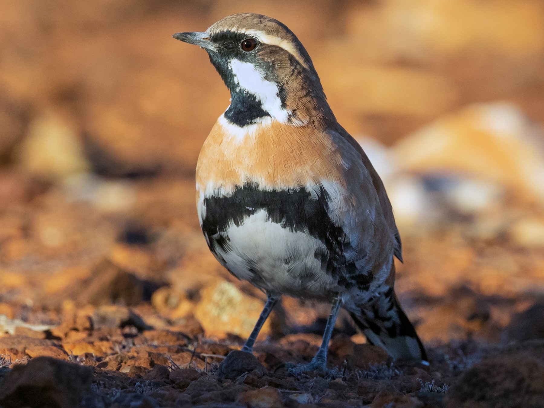 Western Quail-thrush - eBird