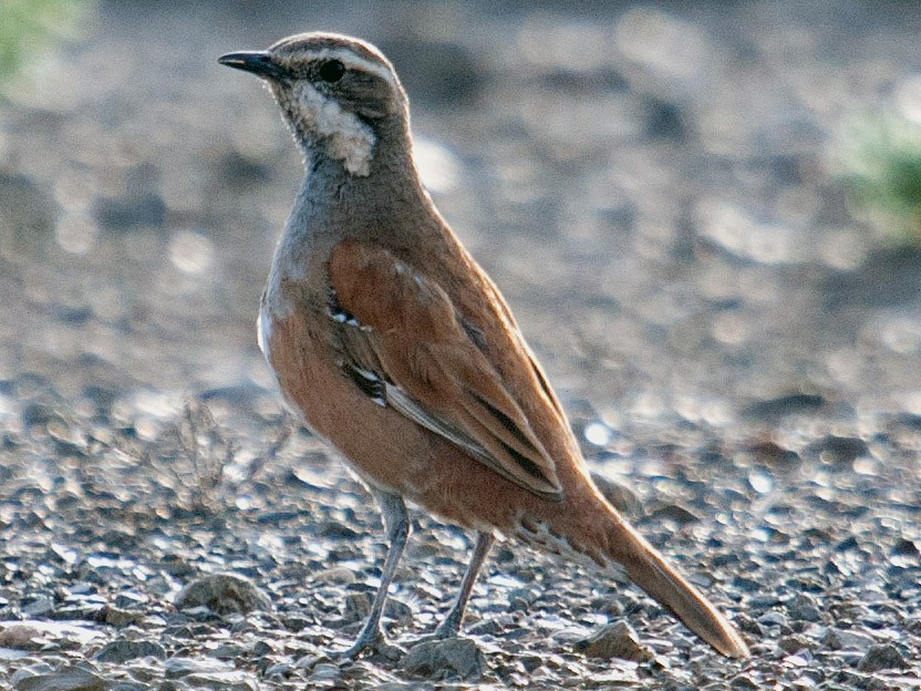 Cinnamon Quail-thrush - eBird