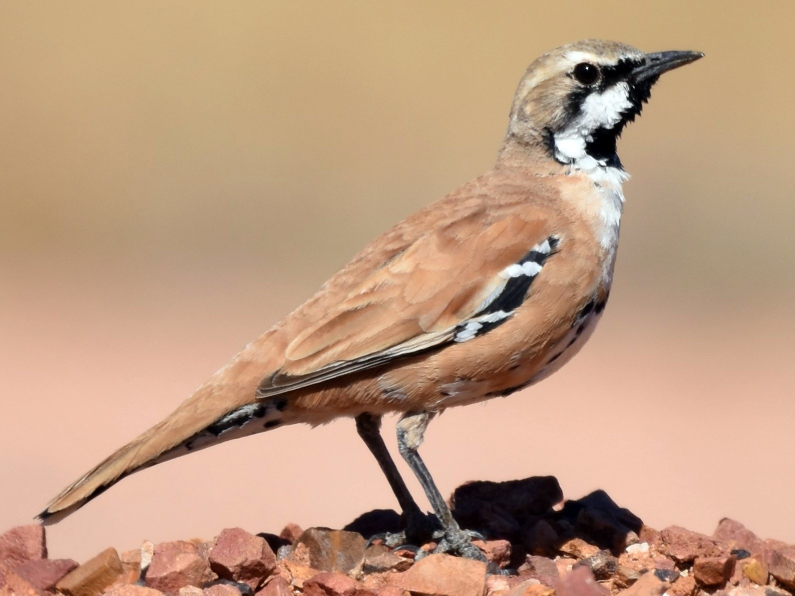 Cinnamon Quail-thrush - eBird