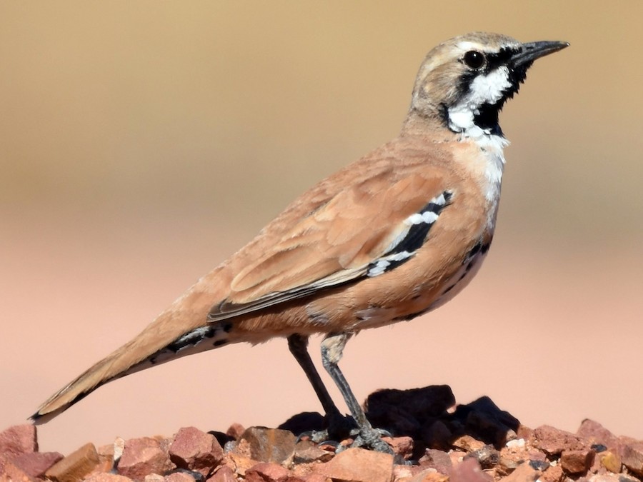 Cinnamon Quail-thrush - eBird