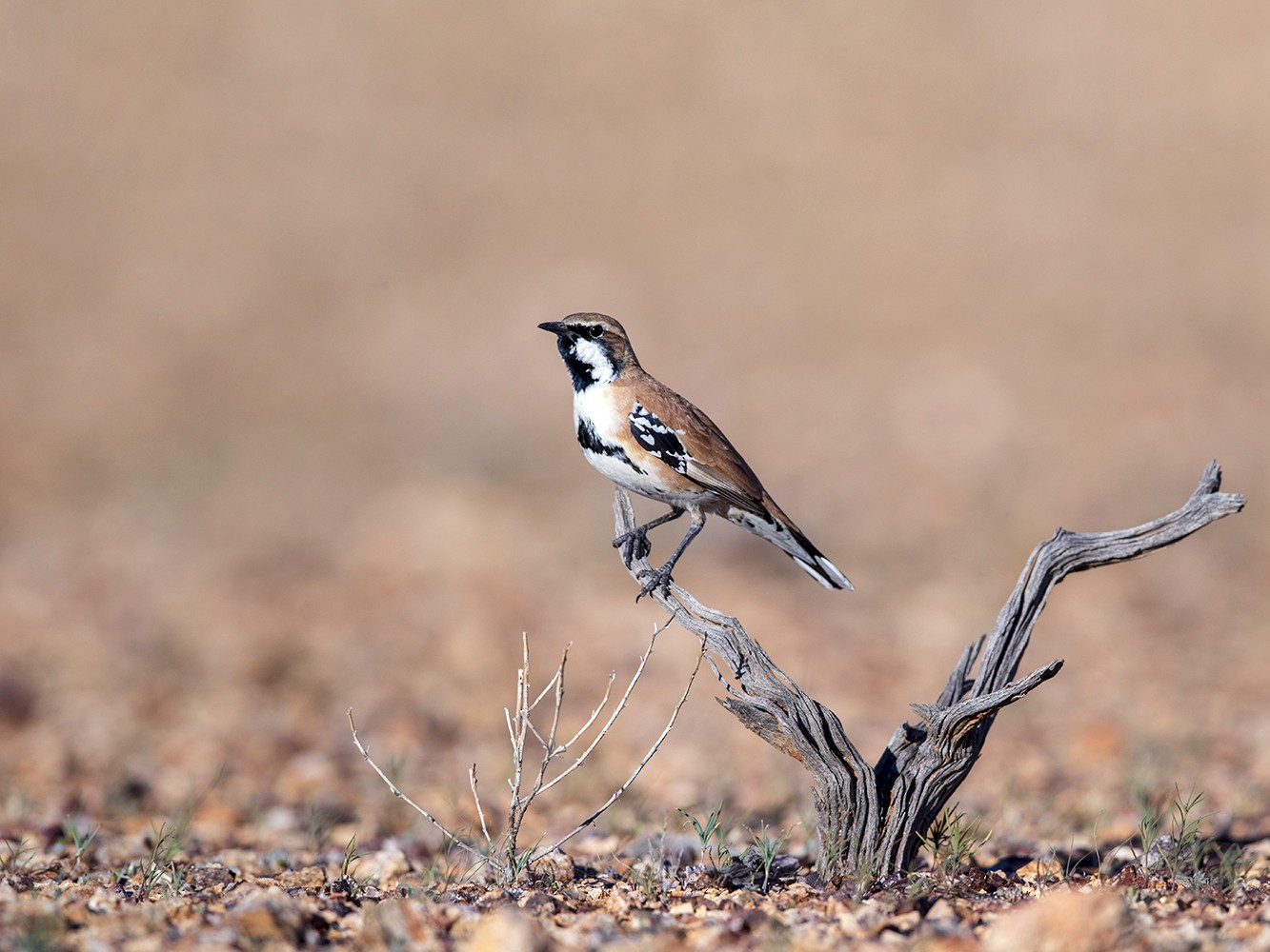 Cinnamon Quail-thrush - eBird