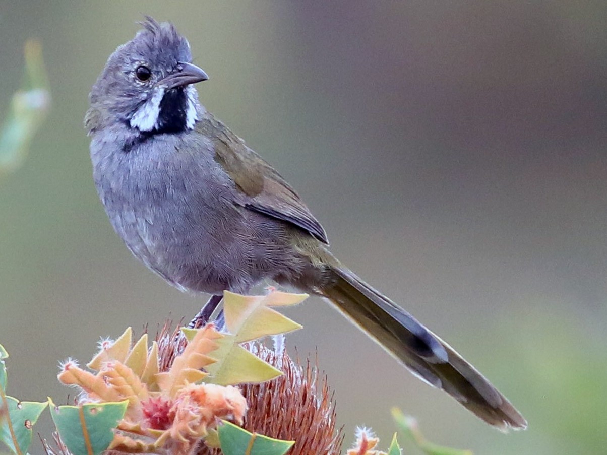 Western Whipbird - eBird