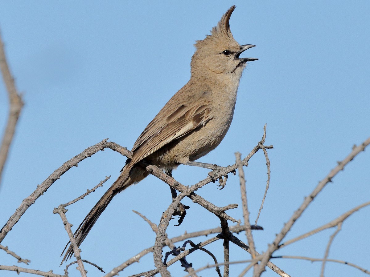 Chiming Wedgebill - Psophodes occidentalis - Birds of the World