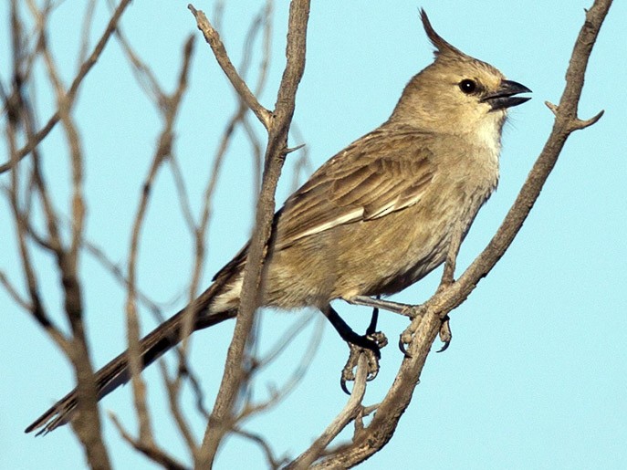 Chirruping Wedgebill - eBird