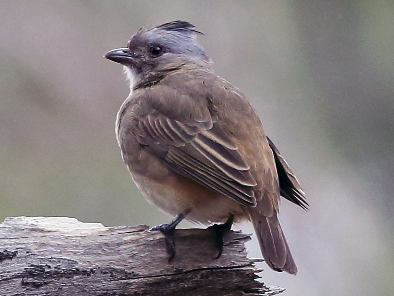 Crested Bellbird - eBird