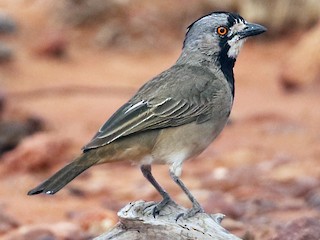 Crested Bellbird - eBird