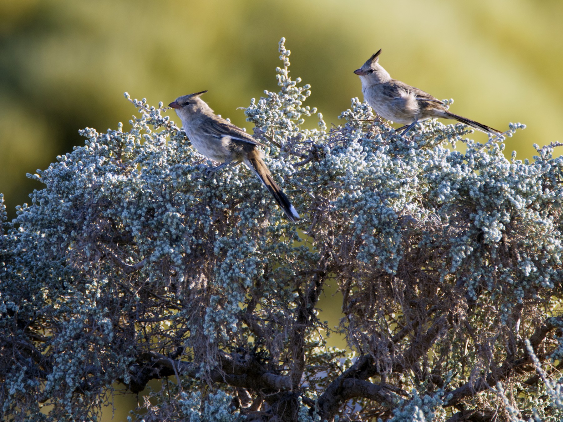 Chirruping Wedgebill - eBird