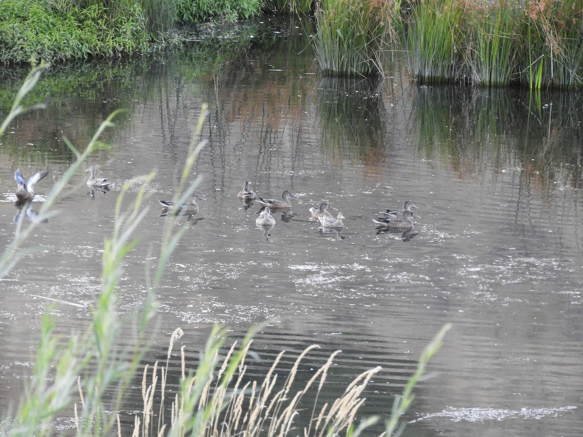 eBird Checklist - 27 Aug 2019 - Alpowa Creek mouth - 18 species (+1 ...