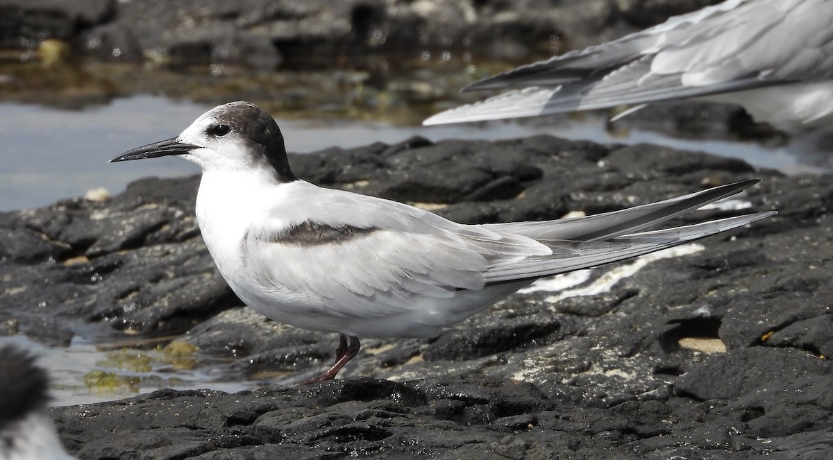 Common Tern (longipennis) - eBird
