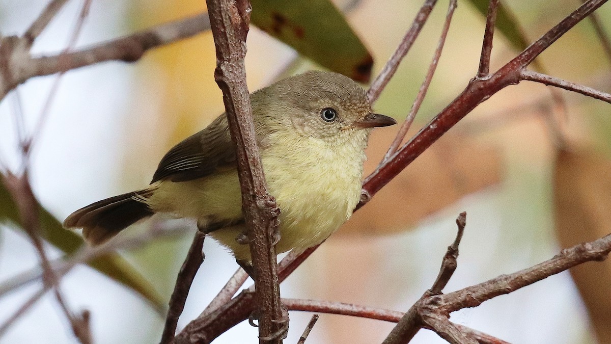 Buff-rumped Thornbill - Acanthiza reguloides - Media Search - Macaulay ...
