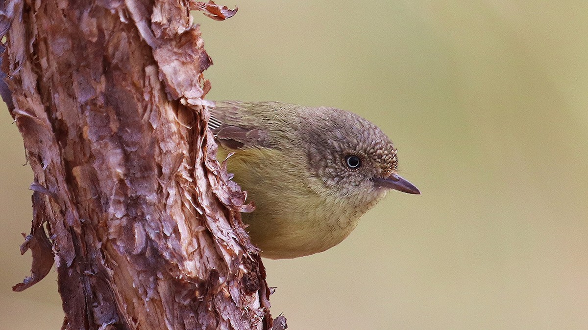 Buff-rumped Thornbill - Acanthiza reguloides - Media Search - Macaulay ...