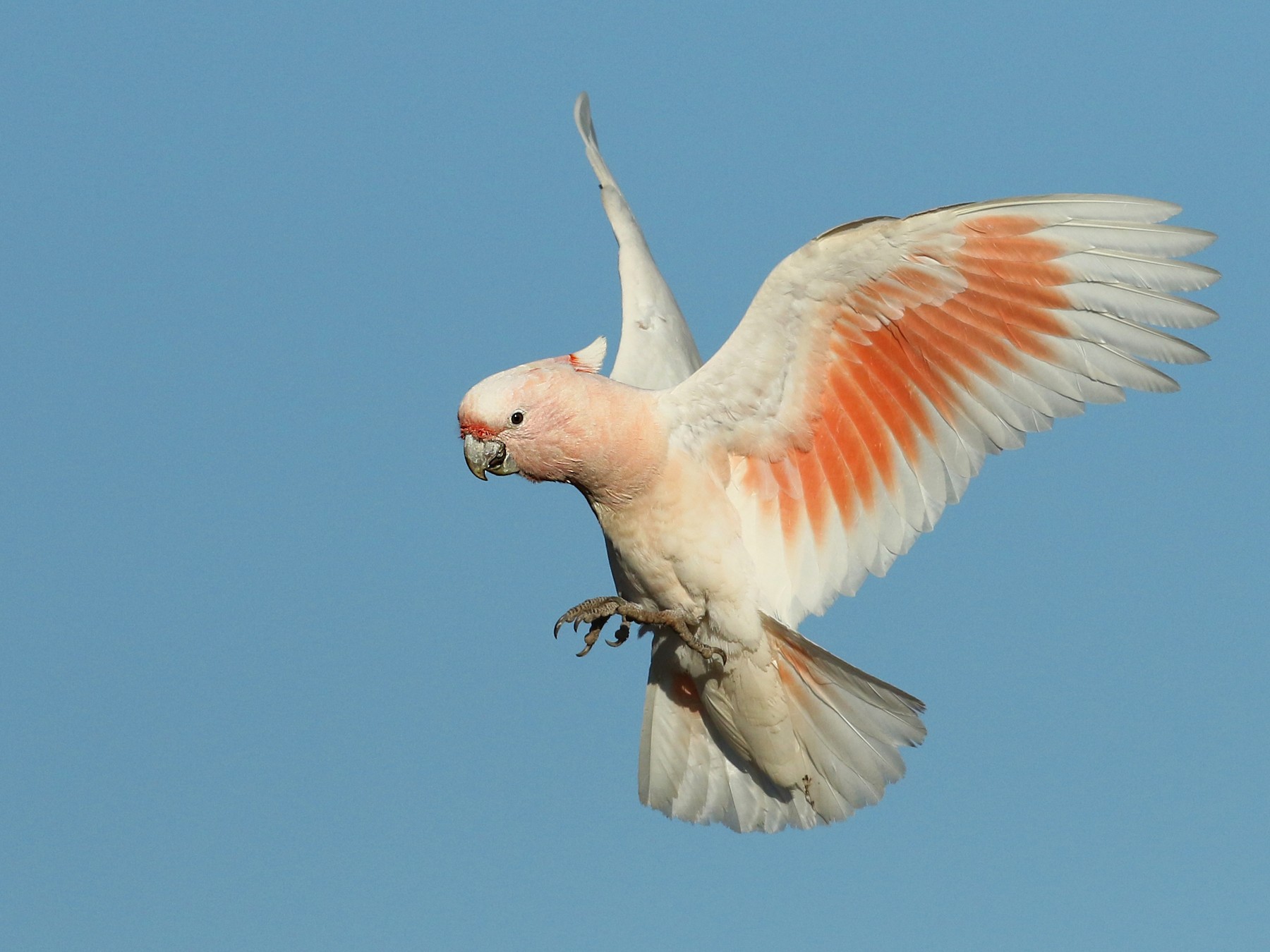 Pink Cockatoo - eBird