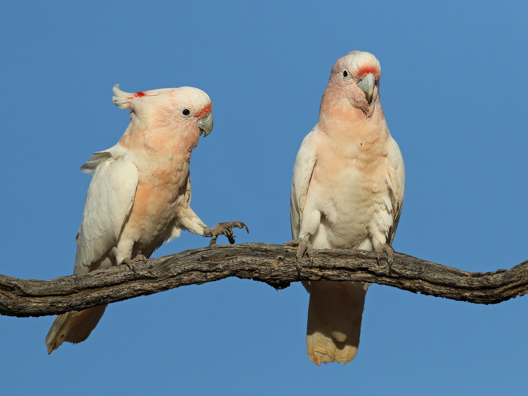 Pink Cockatoo - eBird