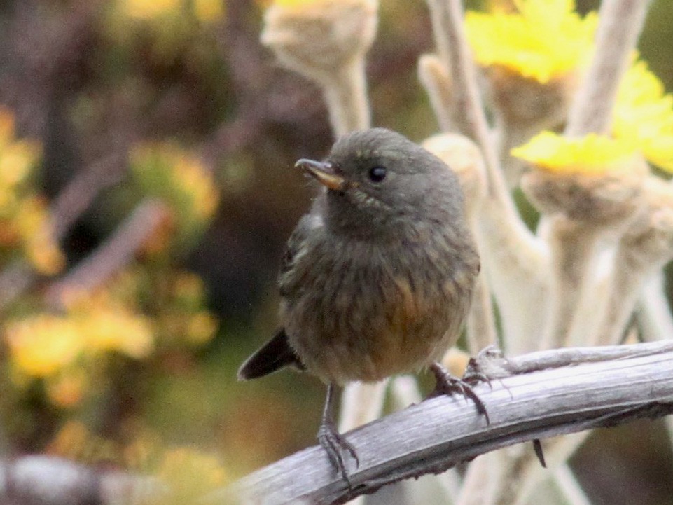 Merida Flowerpiercer - eBird