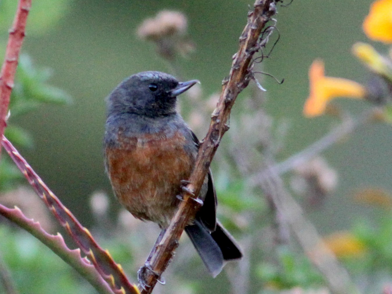 Merida Flowerpiercer - eBird