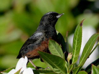Merida Flowerpiercer - Diglossa gloriosa - Birds of the World