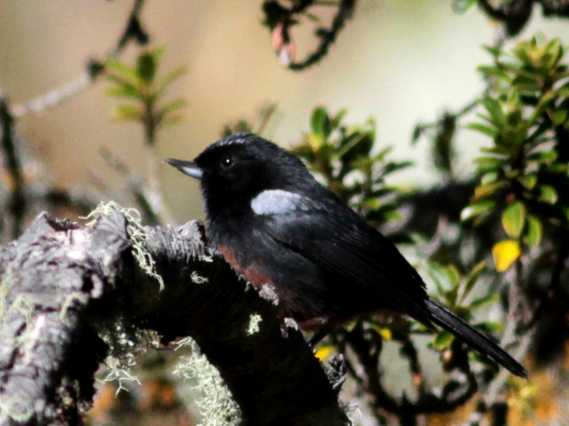 Merida Flowerpiercer - eBird