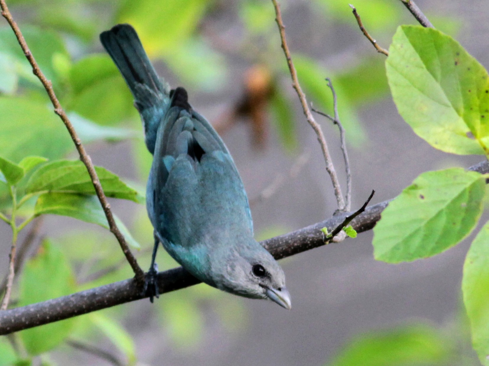 Glaucous Tanager - eBird
