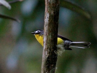 White-fronted Redstart - eBird