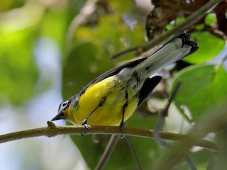 White-fronted Redstart - eBird