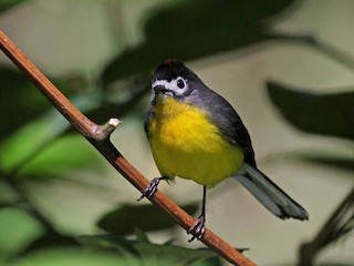 White-fronted Redstart - eBird