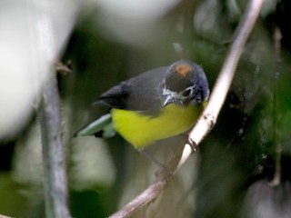White-fronted Redstart - eBird