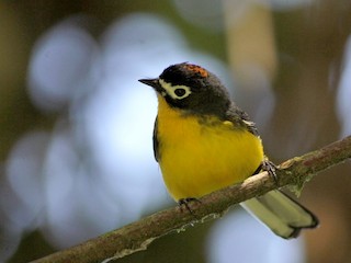 White-fronted Redstart - eBird