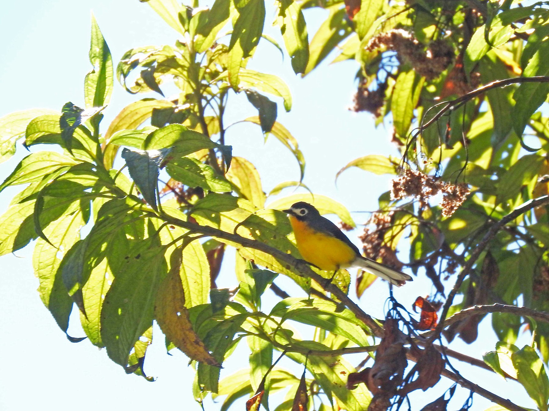 White-fronted Redstart - eBird
