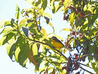 White-fronted Redstart - eBird