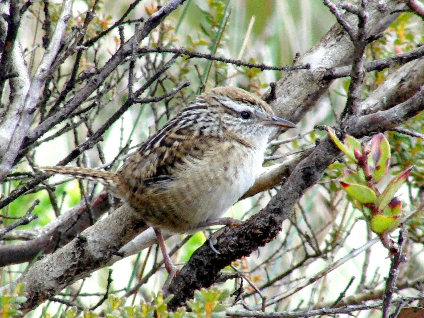 Merida Wren - eBird