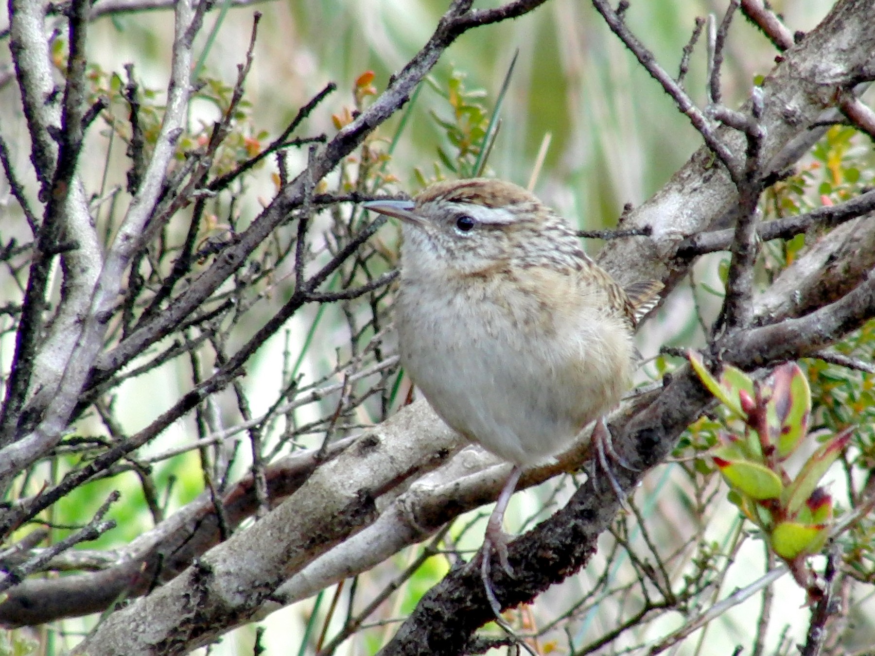 Merida Wren - eBird