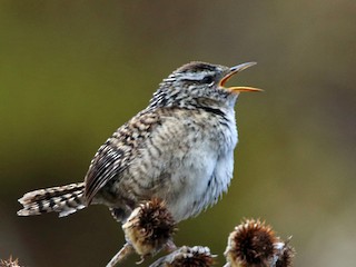 Merida Wren - Cistothorus meridae - Birds of the World