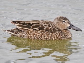 Cinnamon Teal - eBird