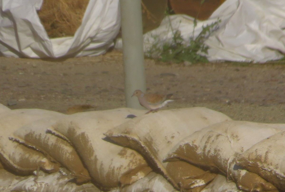 eBird Checklist - 18 Apr 2019 - Ras Shukeir Sewage Works - 23 species ...
