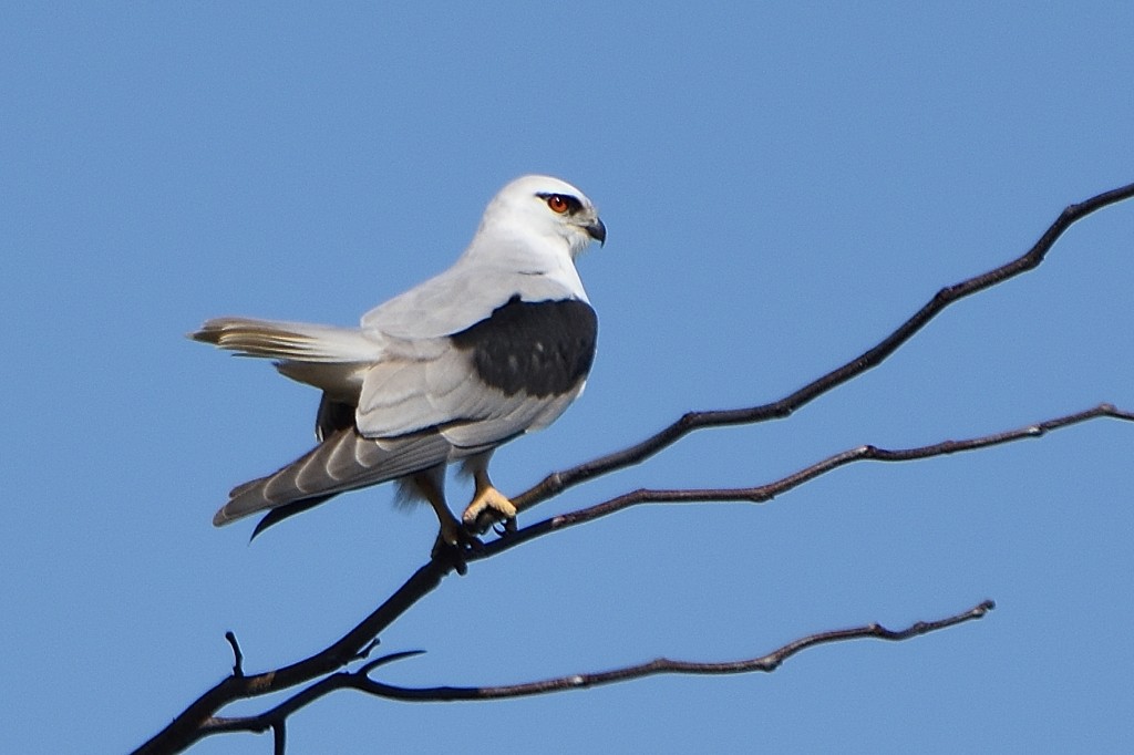 eBird Checklist - 17 Aug 2016 - Bicentennial Equestrian Park, Camden ...