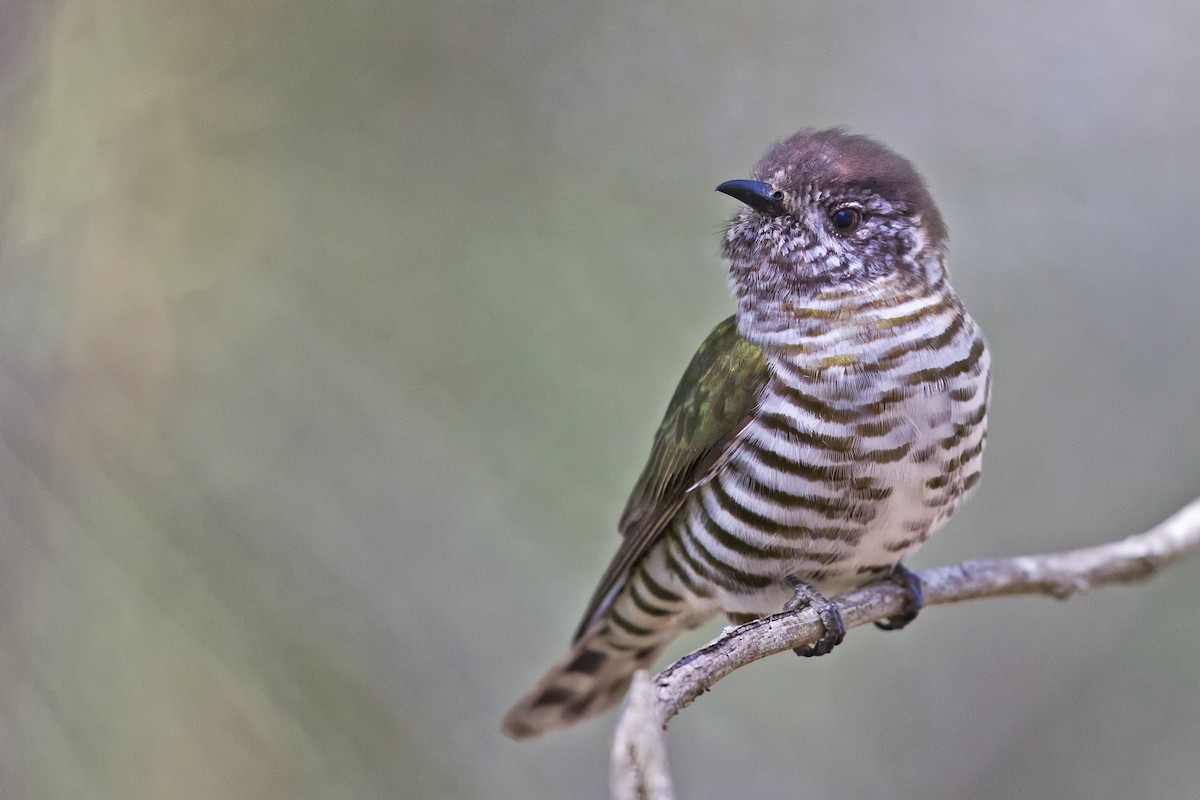 Shining Bronze-Cuckoo - Chrysococcyx lucidus - Media Search - Macaulay ...