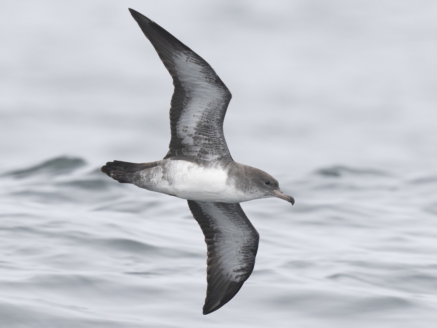 Pink-footed Shearwater - eBird