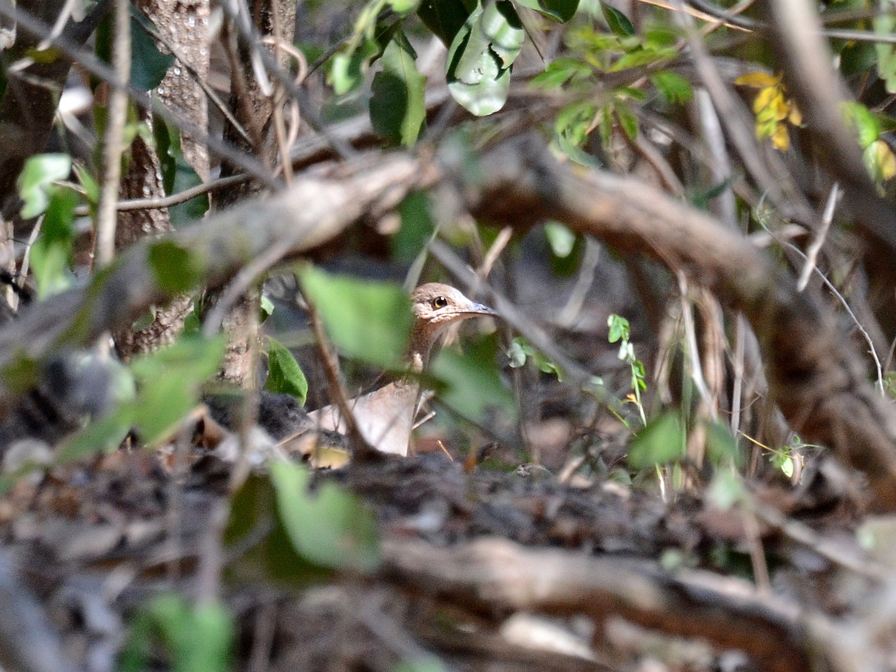 Red-legged Tinamou - eBird