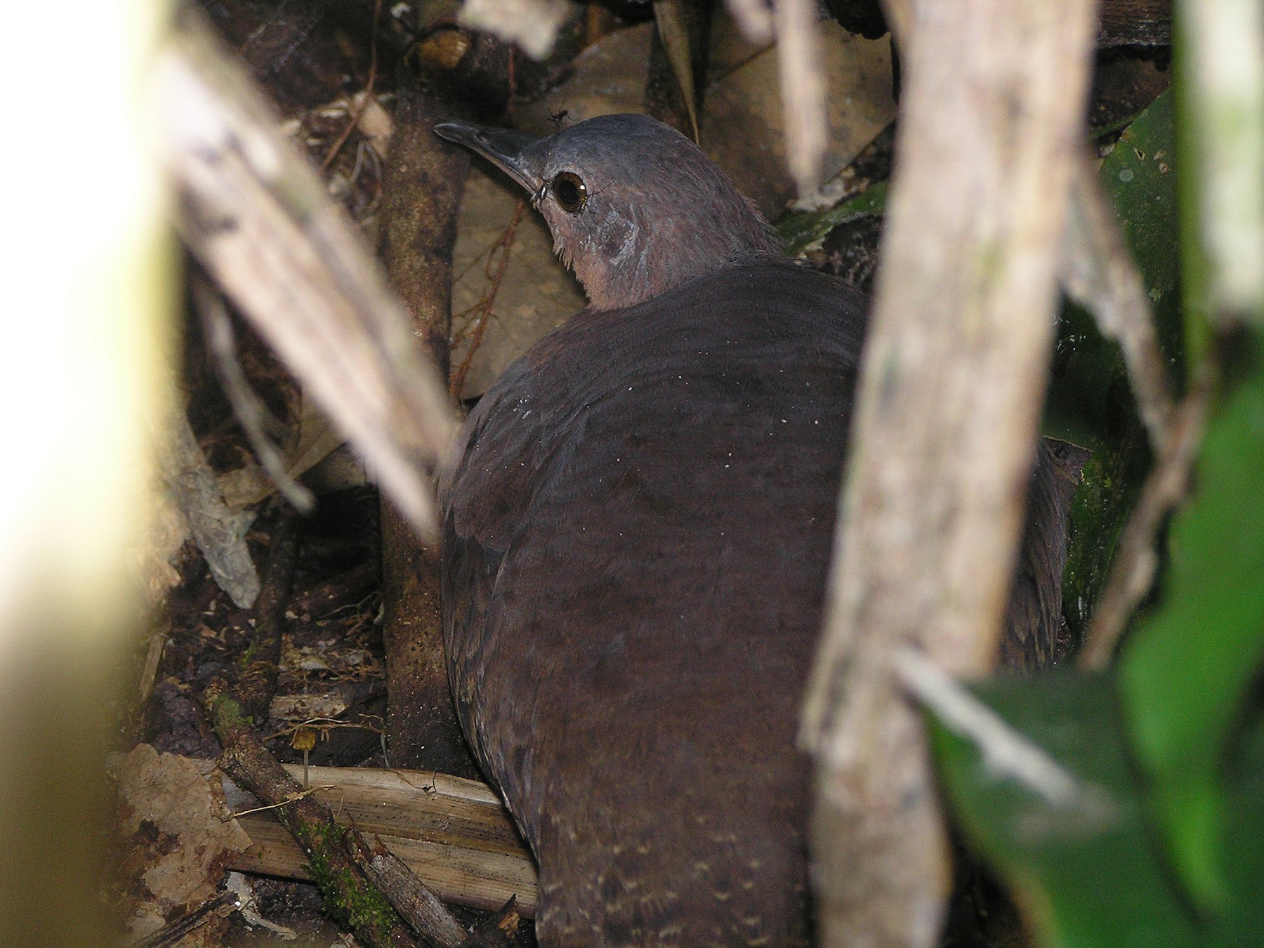 Tinamou à pieds rouges - eBird