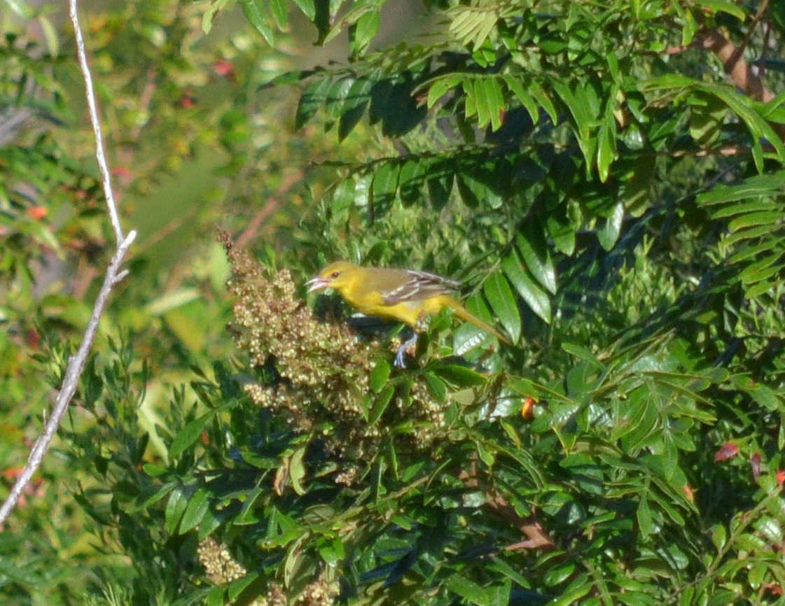 eBird Checklist - 29 Aug 2019 - Guana River WMA - 53 species (+1 other ...