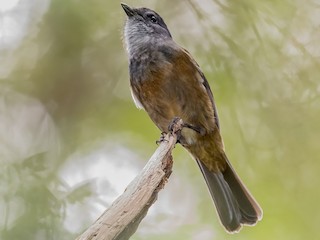 Olive Whistler - eBird