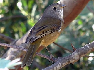 Olive Whistler - eBird
