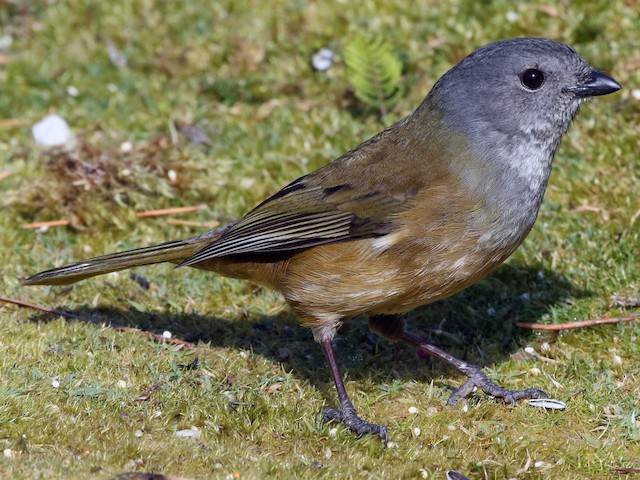 Whistler Bird